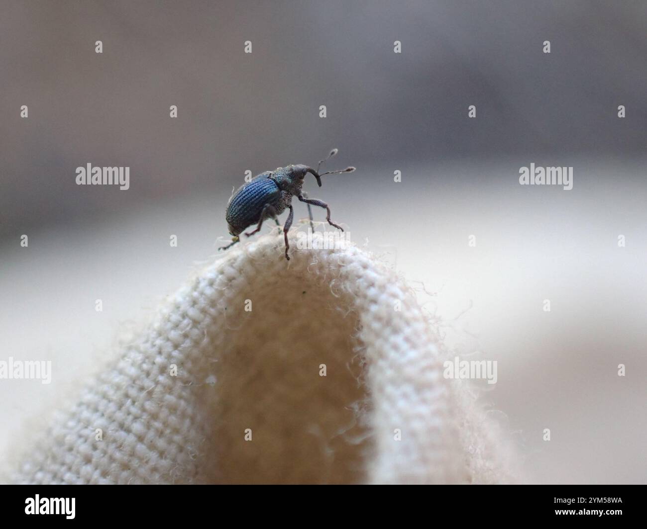 Erysimi hi-res stock photography and images - Alamy