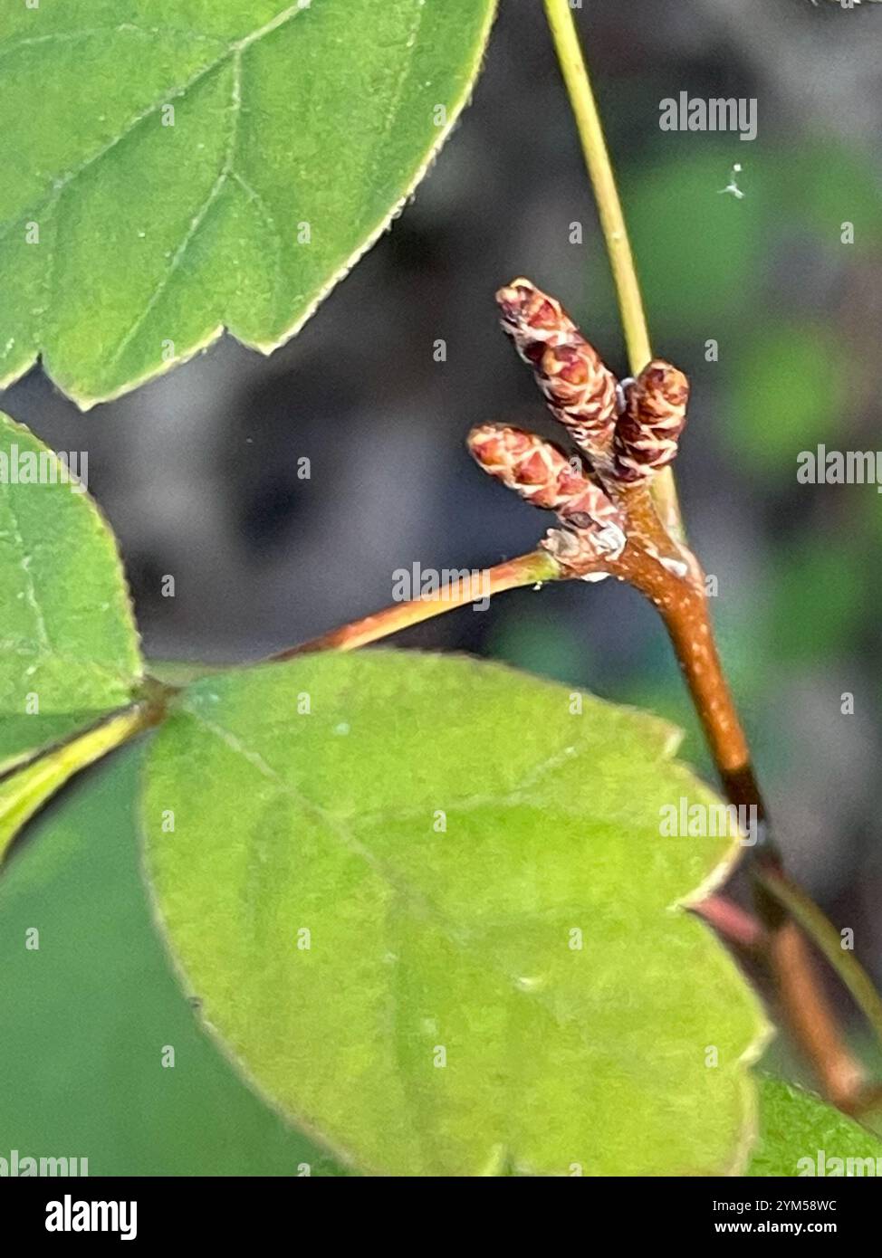 fragrant sumac (Rhus aromatica Stock Photo - Alamy