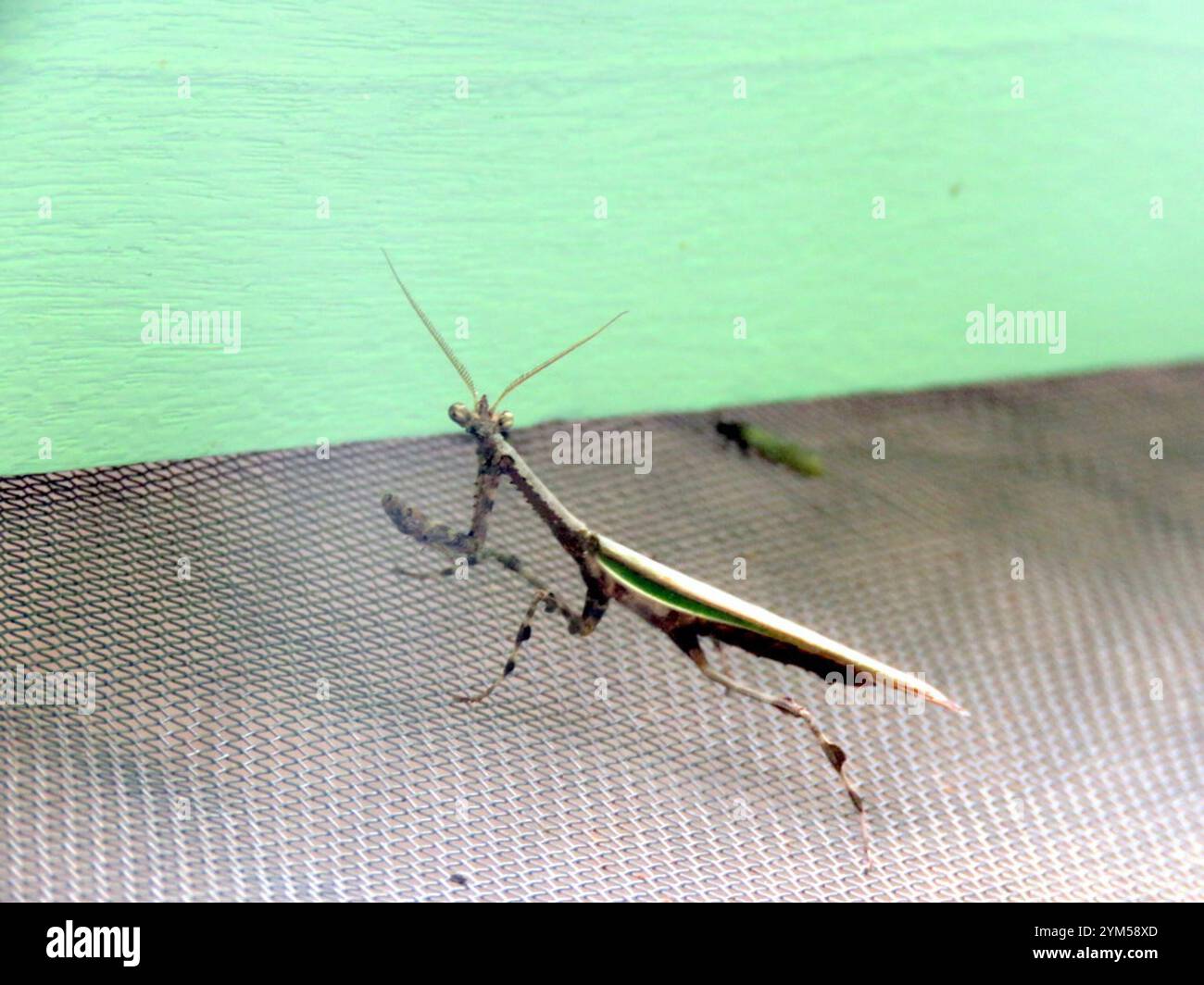 Vates hi-res stock photography and images - Alamy