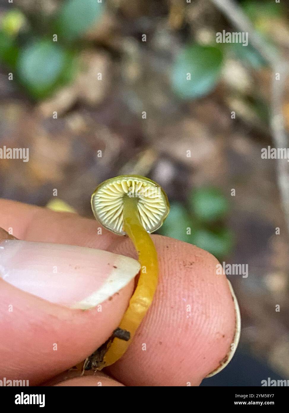 Parrot Mushroom (Gliophorus psittacinus Stock Photo - Alamy