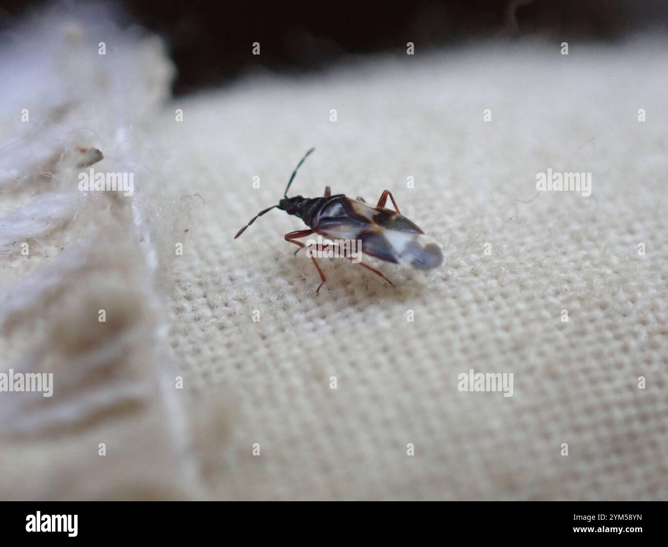 Minute pirate bugs (Anthocoridae Stock Photo - Alamy
