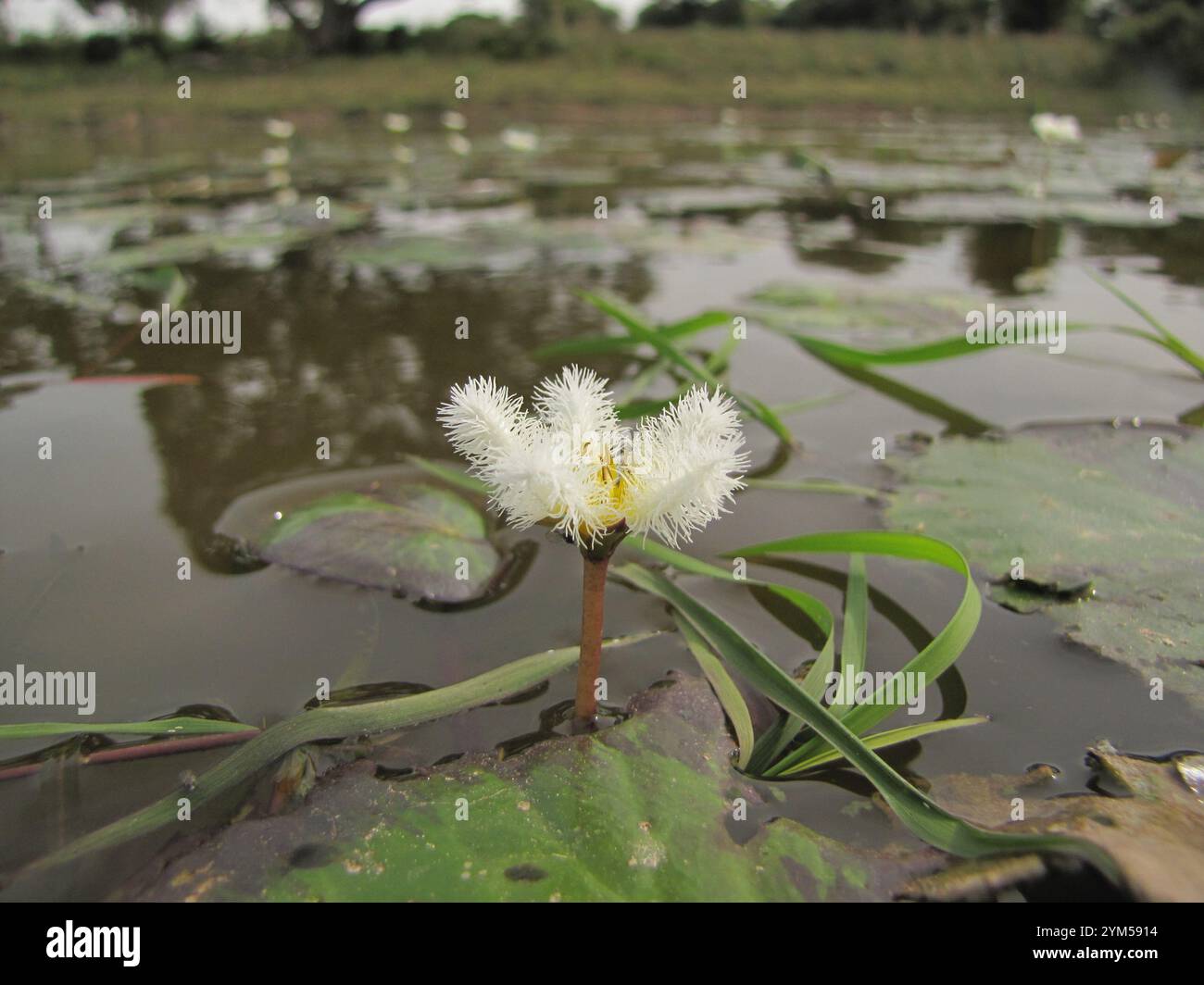 Floatingheart (Nymphoides humboldtiana Stock Photo - Alamy