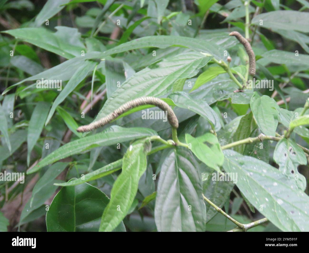 pepper plants (Piper Stock Photo - Alamy