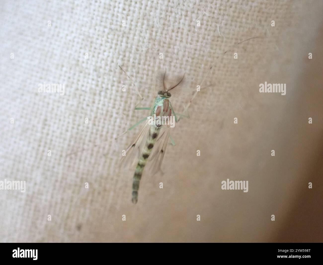 Non-biting Midges (Chironomidae Stock Photo - Alamy