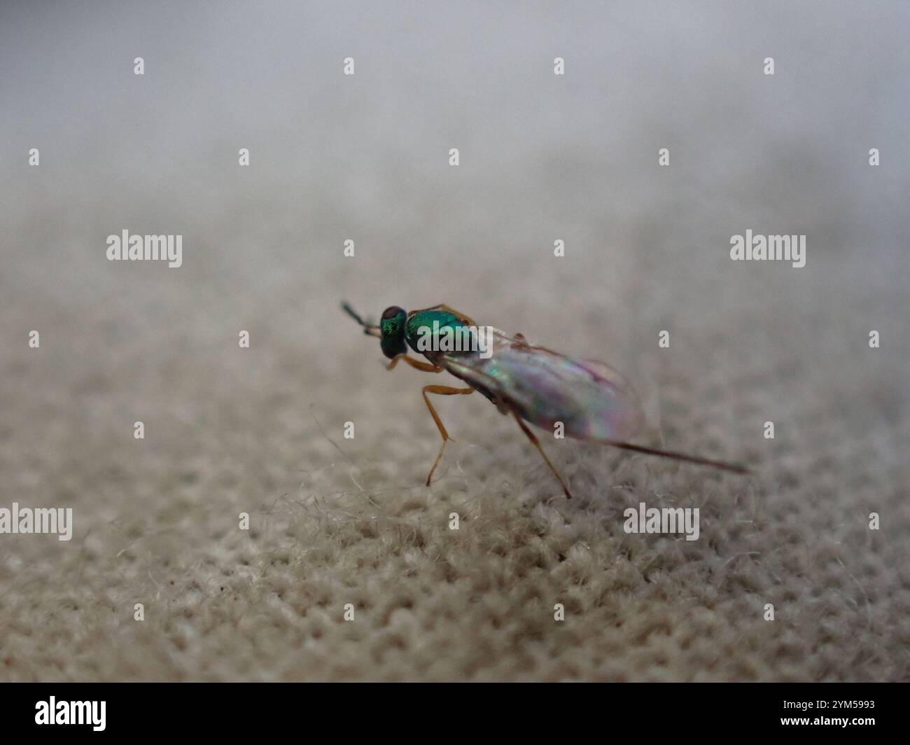 Torymidae hi-res stock photography and images - Alamy