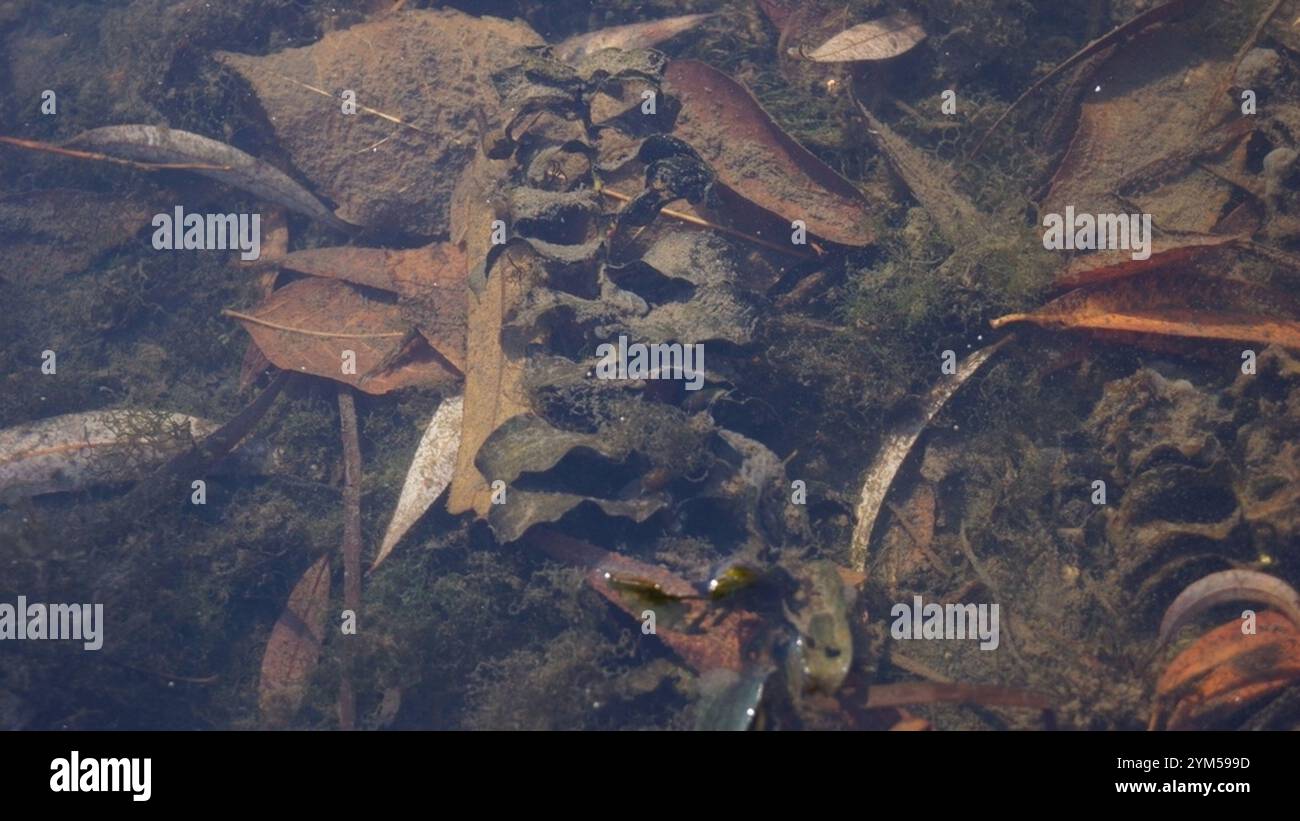 Hydrodictyon hi-res stock photography and images - Alamy