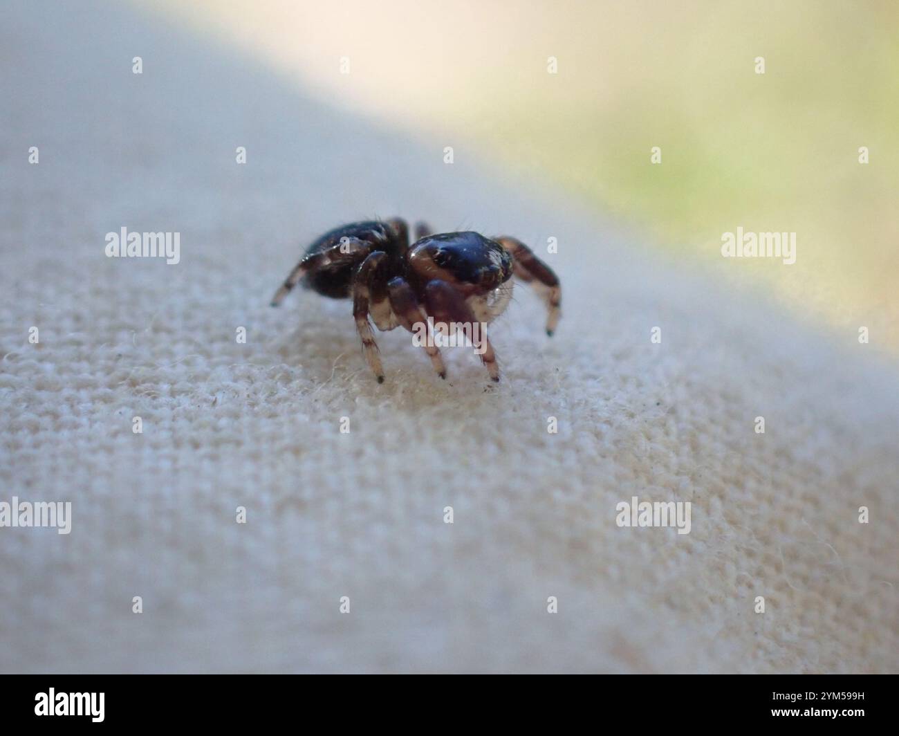 Jumping Spiders (Salticidae Stock Photo - Alamy
