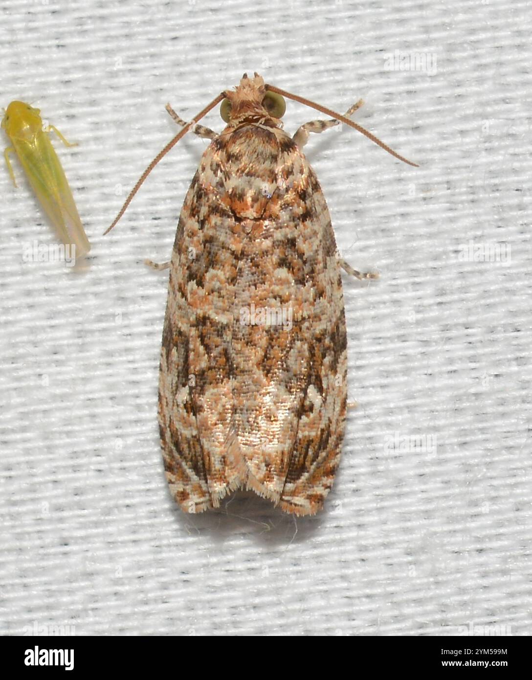 Labyrinth Moth (Phaecasiophora niveiguttana Stock Photo - Alamy