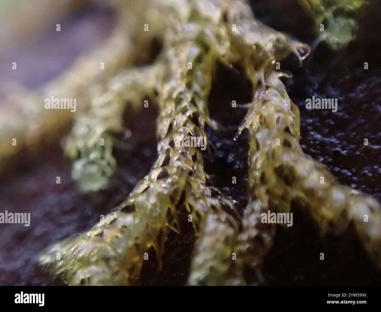 Pacific Fuzzwort (Ptilidium californicum Stock Photo - Alamy