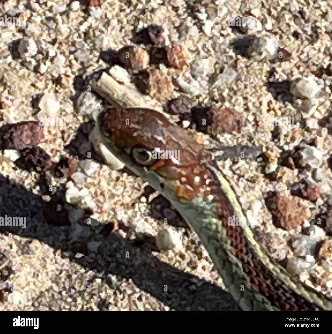 California Red-sided Garter Snake (Thamnophis sirtalis infernalis Stock ...
