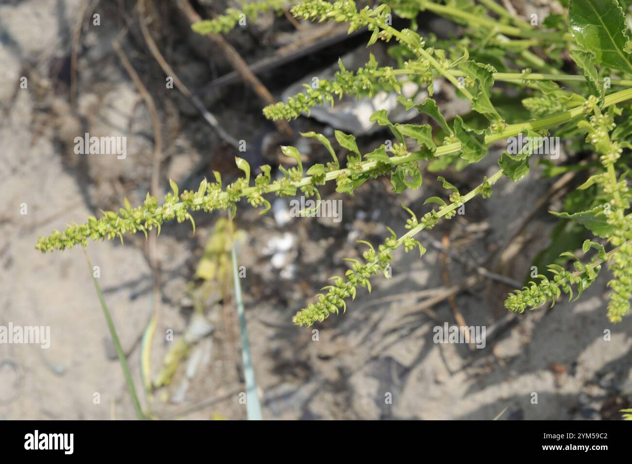 sea beet (Beta vulgaris maritima Stock Photo - Alamy