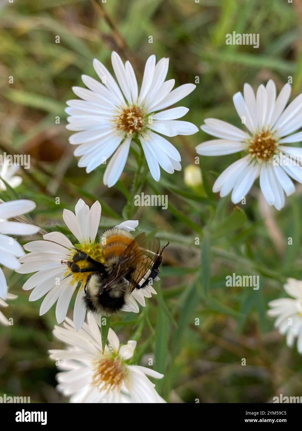 Tricolored Bumble Bee (Bombus ternarius Stock Photo - Alamy