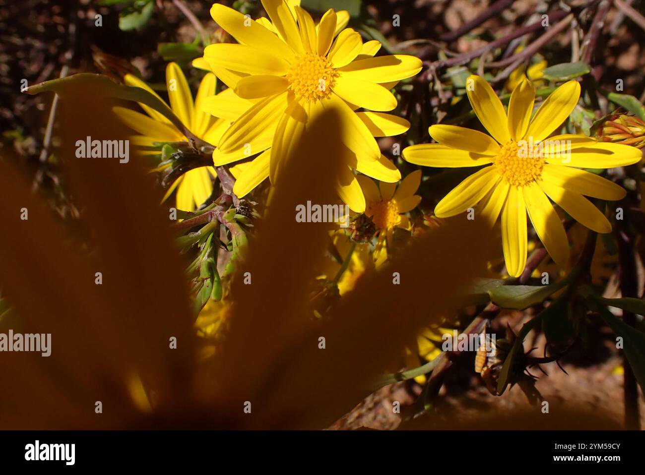Bietou (Osteospermum moniliferum Stock Photo - Alamy