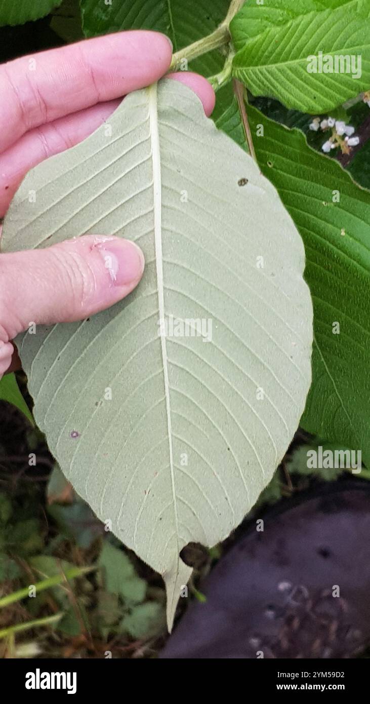 Lesser Knotweed (Koenigia campanulata Stock Photo - Alamy