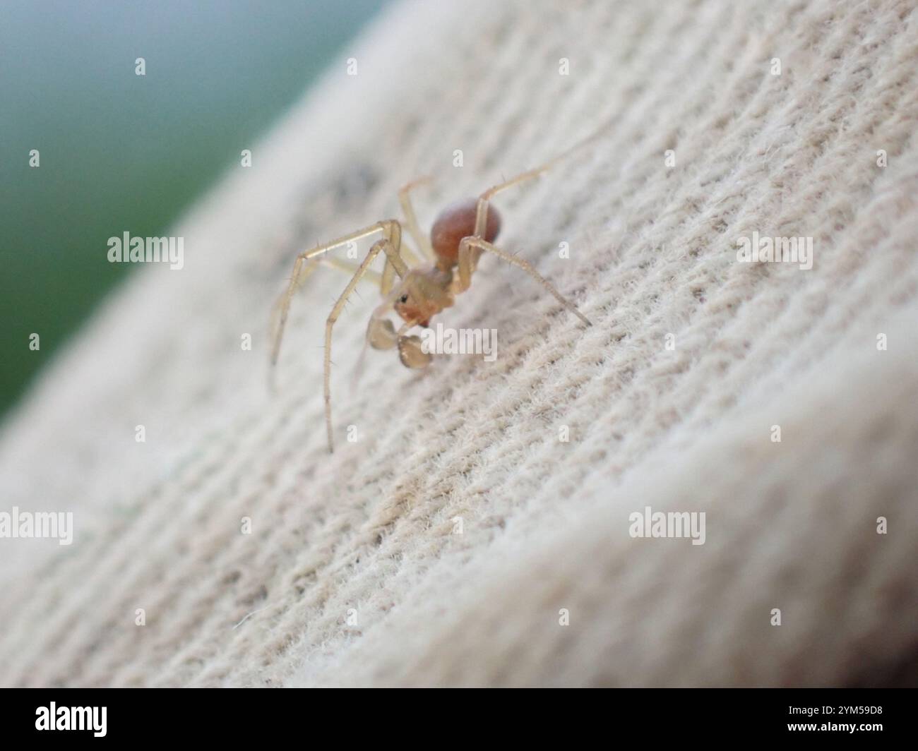 Typical Spiders (Araneomorphae Stock Photo - Alamy