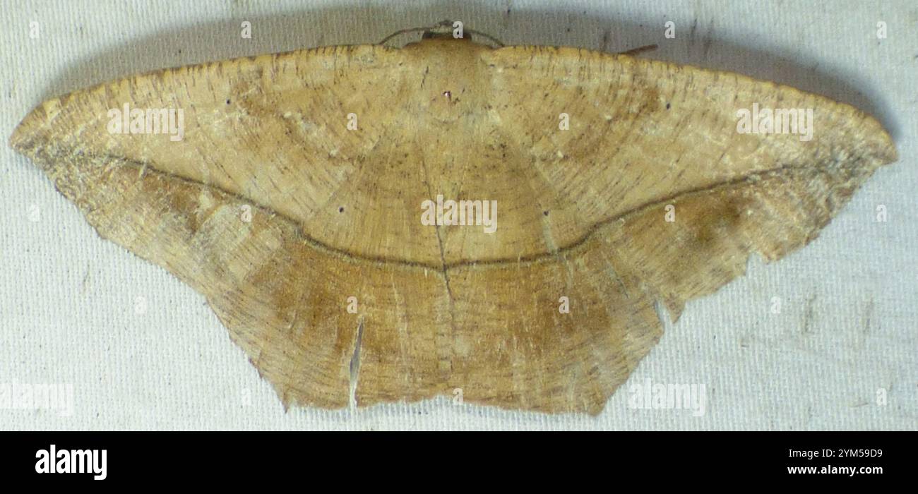 Large Maple Spanworm Moth (Prochoerodes lineola Stock Photo - Alamy