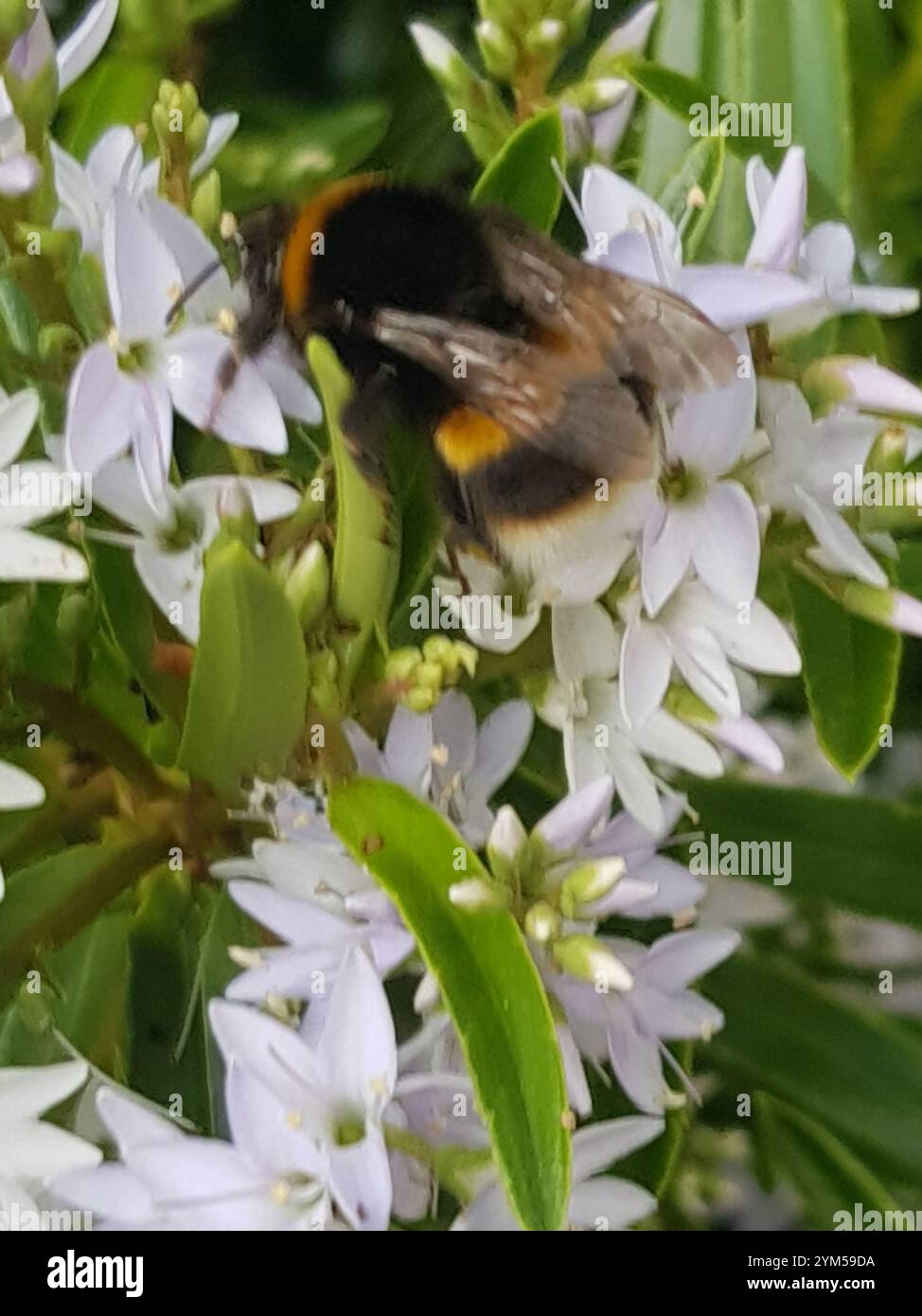 Buff-tailed Bumble Bee (Bombus terrestris Stock Photo - Alamy
