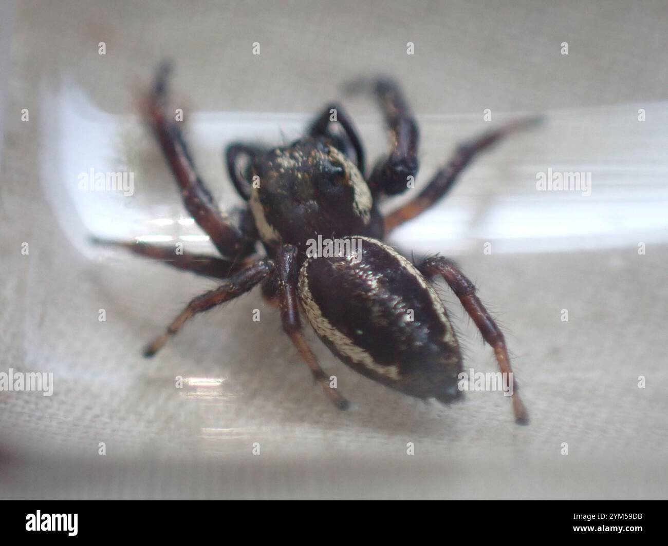 Bronze Jumping Spider (Eris militaris Stock Photo - Alamy