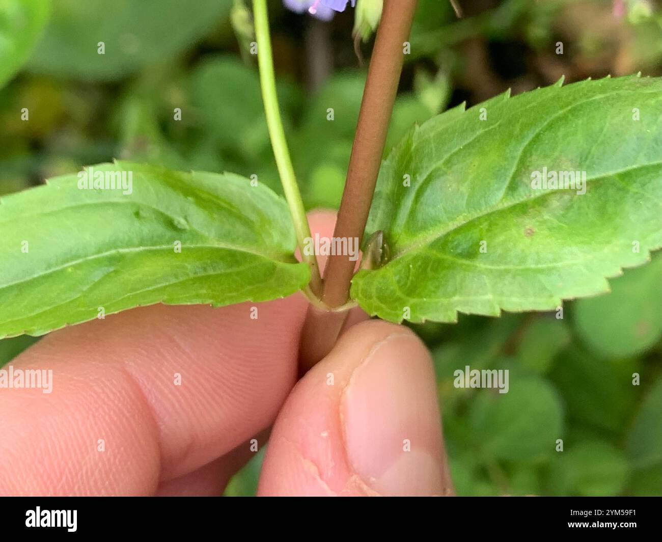 American brooklime (Veronica americana Stock Photo - Alamy