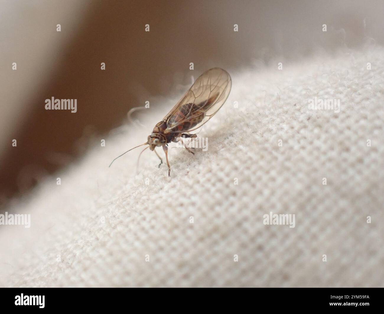 Psylla hi-res stock photography and images - Alamy