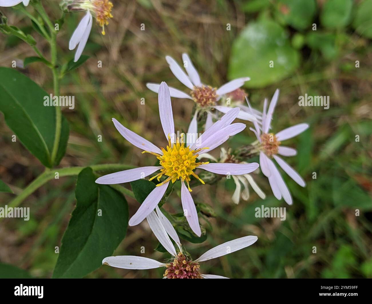 large-leaved aster (Eurybia macrophylla Stock Photo - Alamy