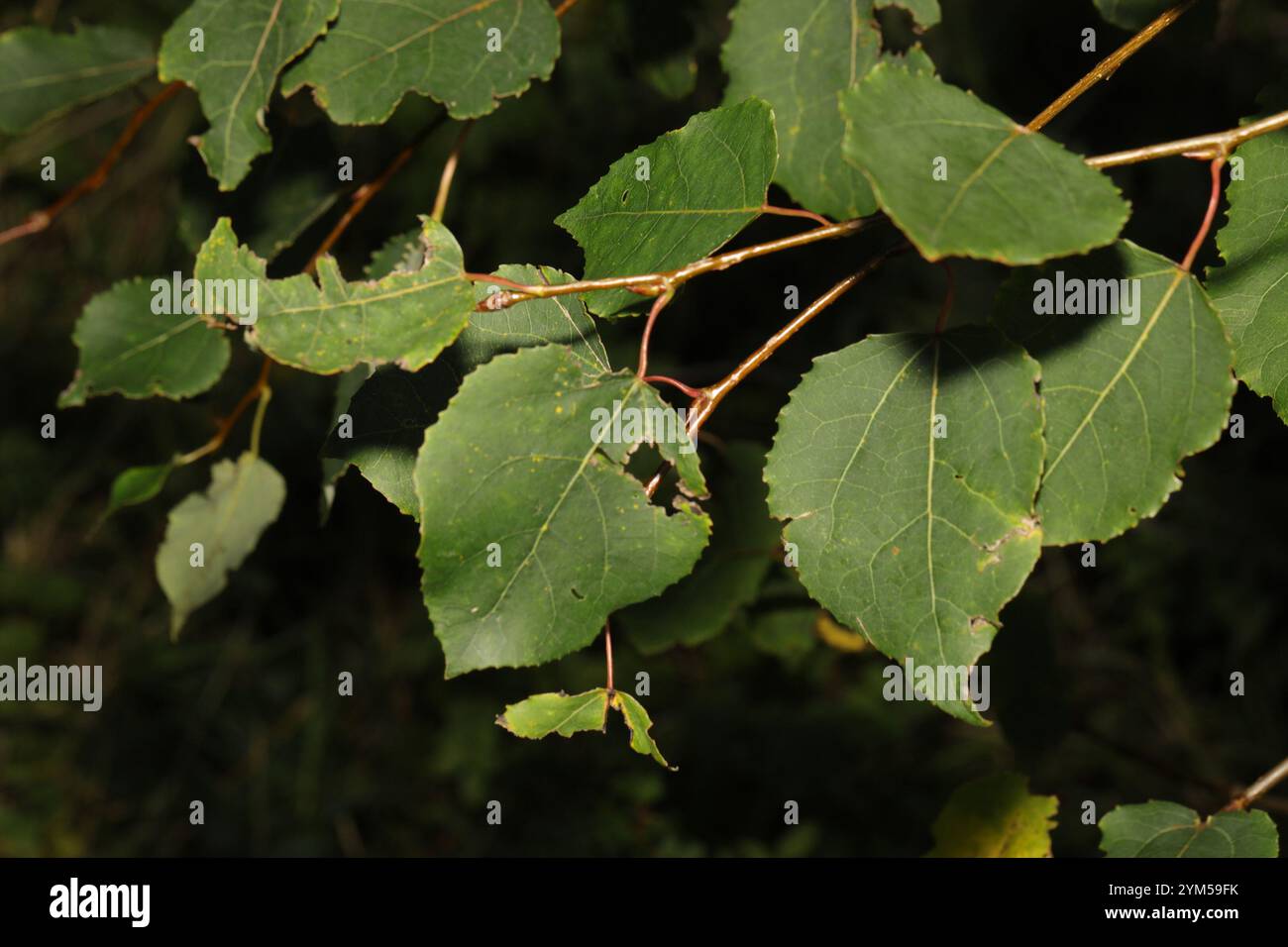 European aspen (Populus tremula Stock Photo - Alamy