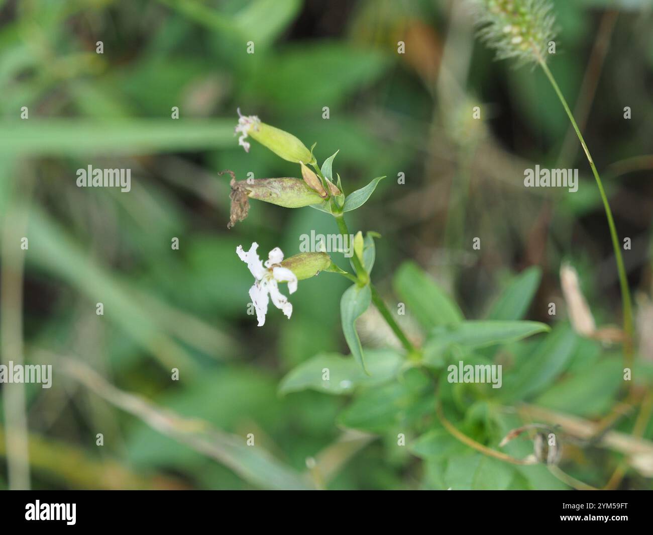 common soapwort (Saponaria officinalis Stock Photo - Alamy