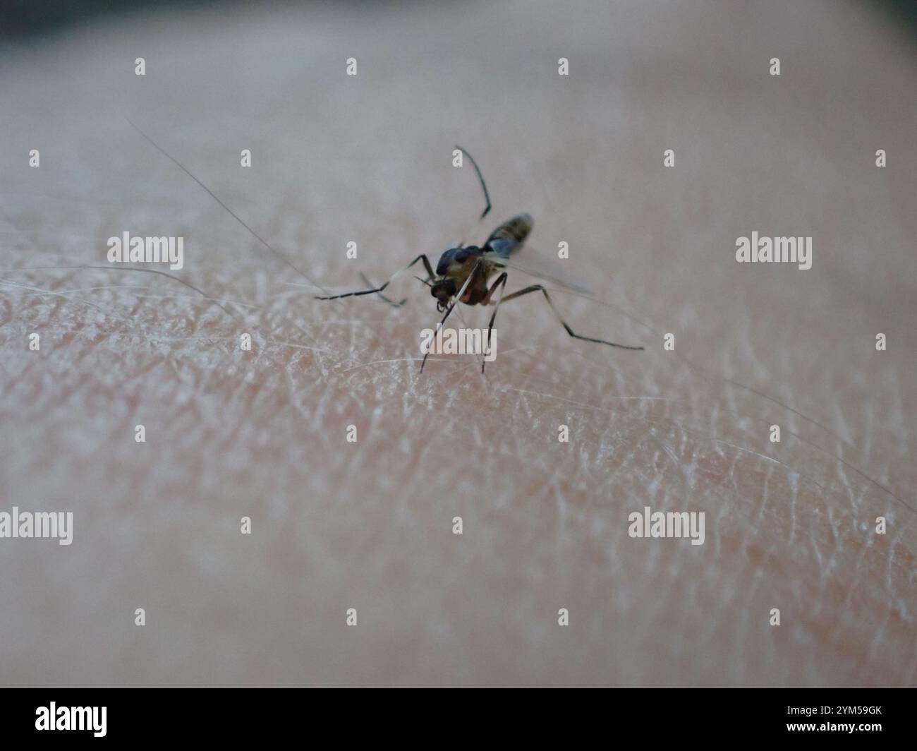 Non-biting Midges (Chironomidae Stock Photo - Alamy