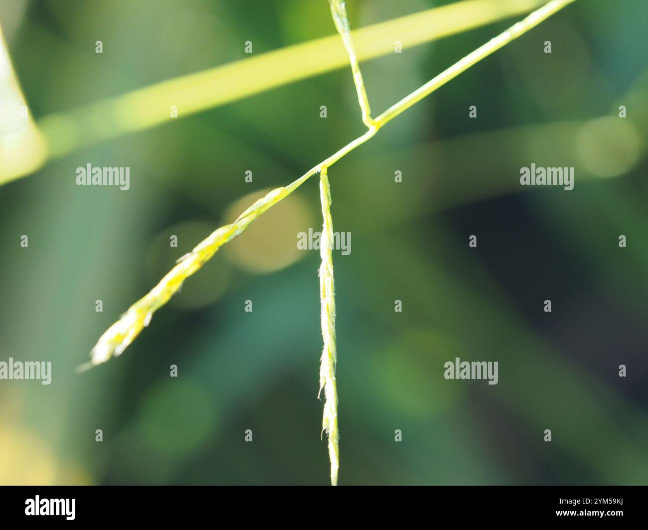 Japanese stiltgrass hi-res stock photography and images - Alamy