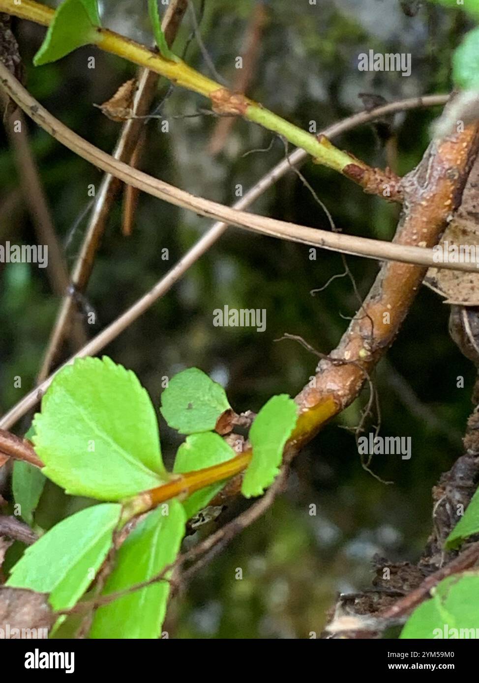 Oregon Boxwood (Paxistima myrsinites Stock Photo - Alamy