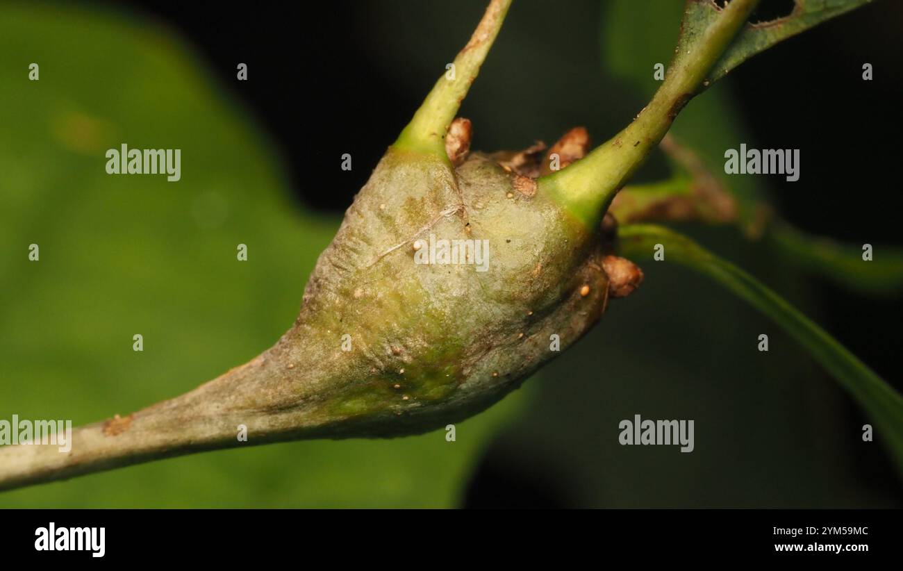 white oak club gall wasp (Callirhytis clavula Stock Photo - Alamy