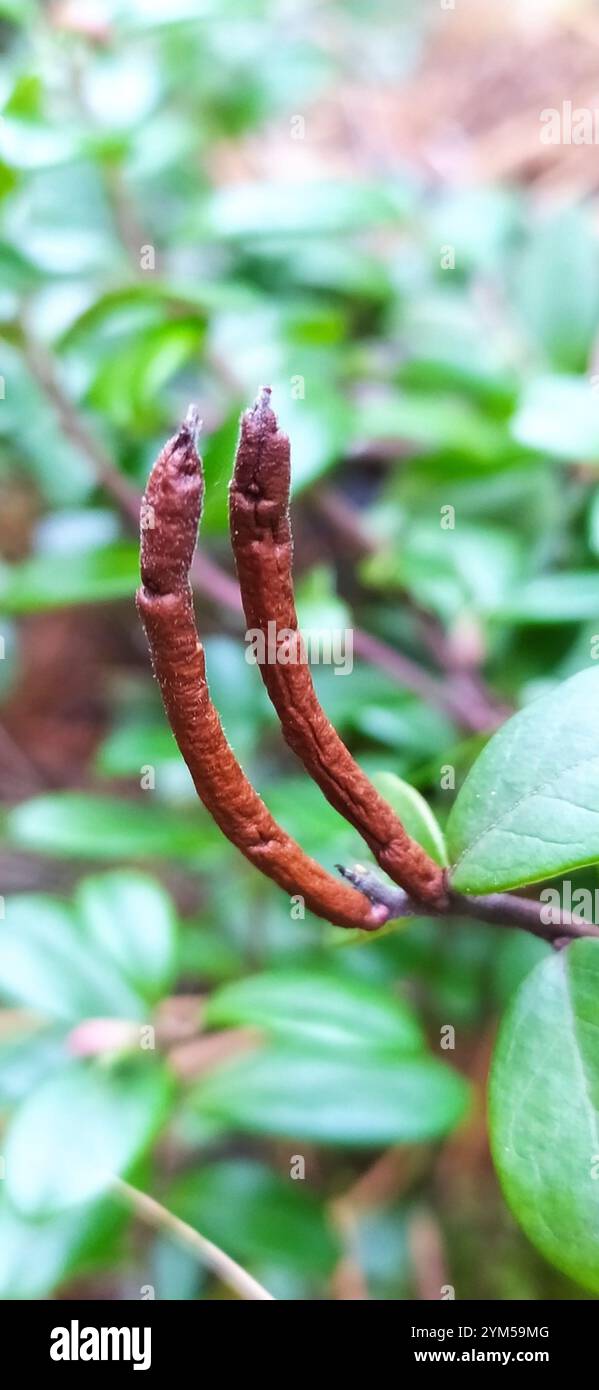 Huckleberry Broom Rust Fungus (Calyptospora columnaris Stock Photo - Alamy