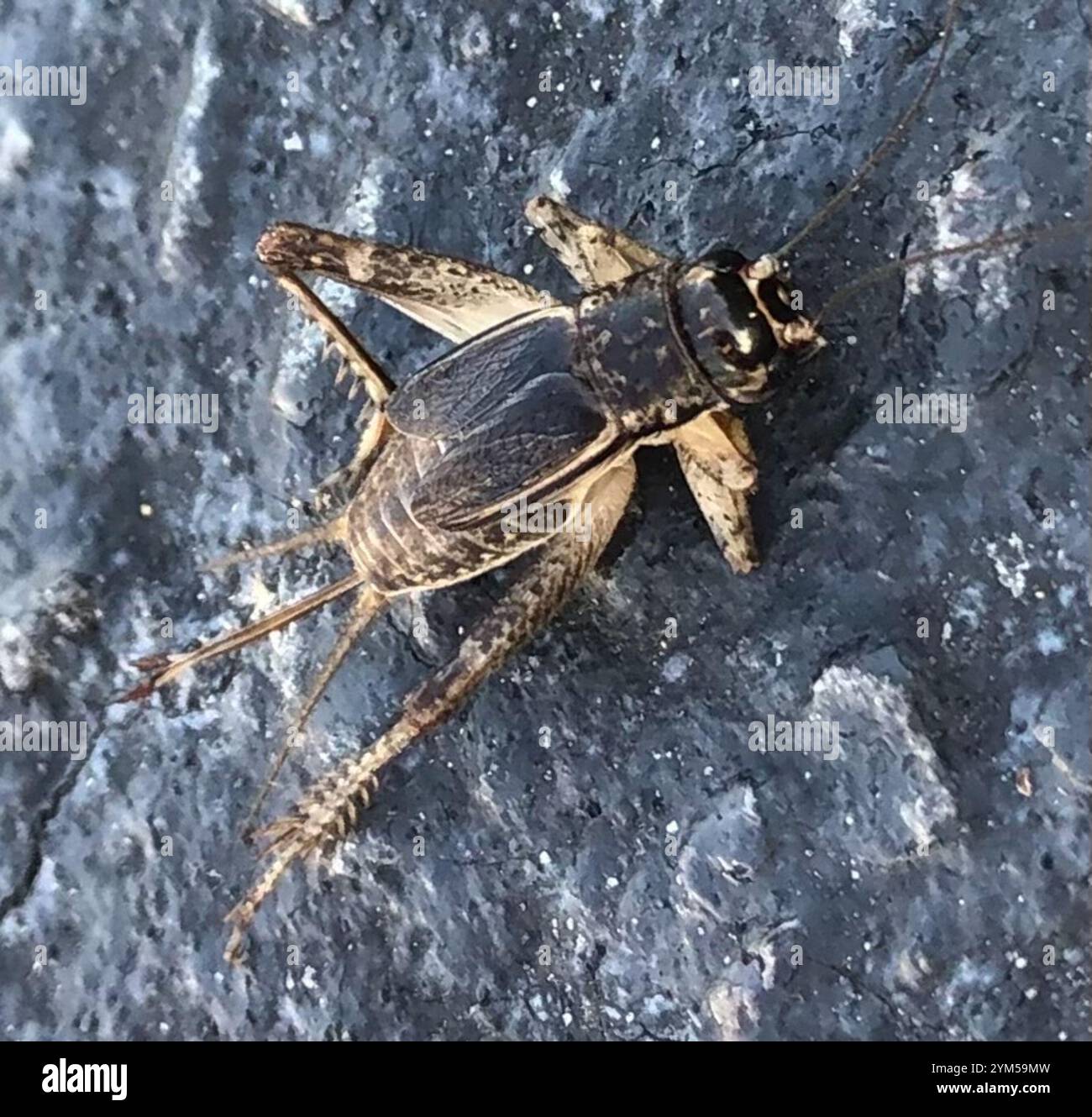 Japanese burrowing cricket hi-res stock photography and images - Alamy