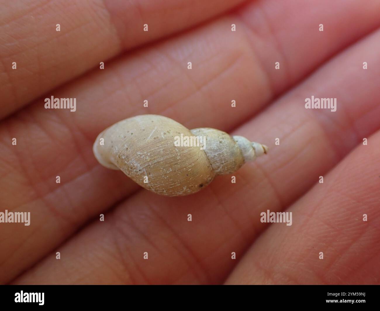 Common Land Snails and Slugs (Stylommatophora Stock Photo - Alamy
