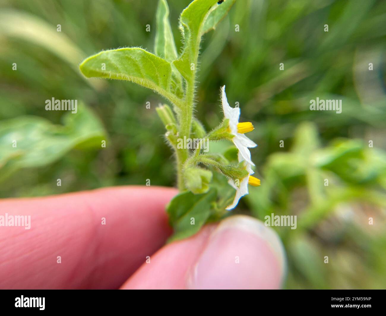 Green Nightshade (Solanum nitidibaccatum Stock Photo - Alamy