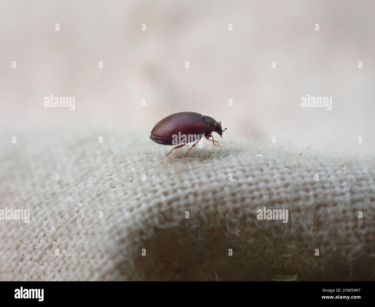 Skin Beetles (Dermestidae Stock Photo - Alamy