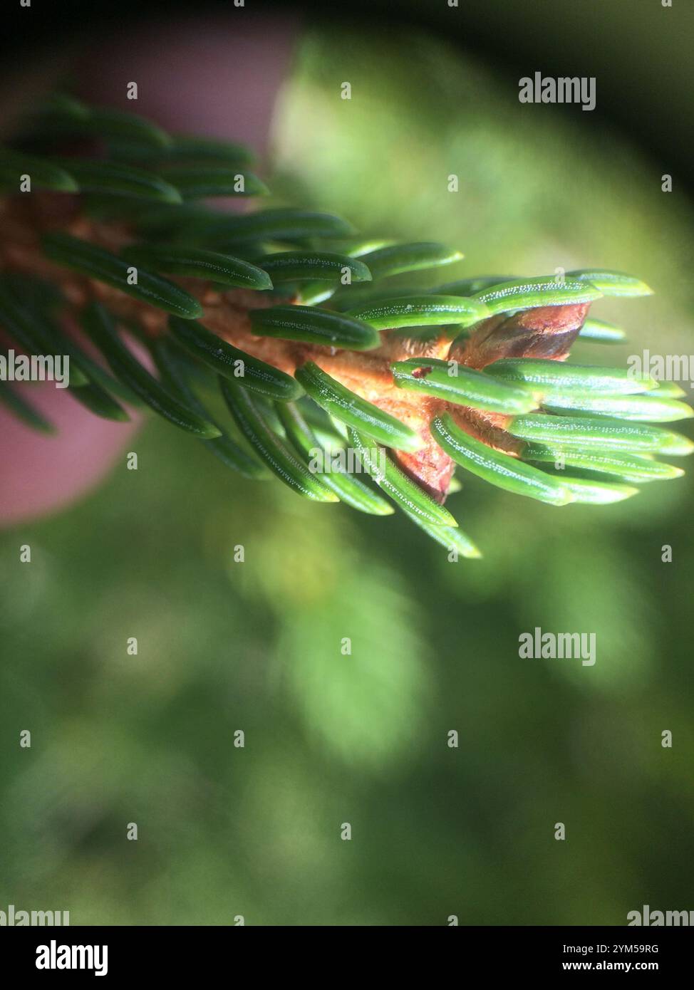 red spruce (Picea rubens Stock Photo - Alamy