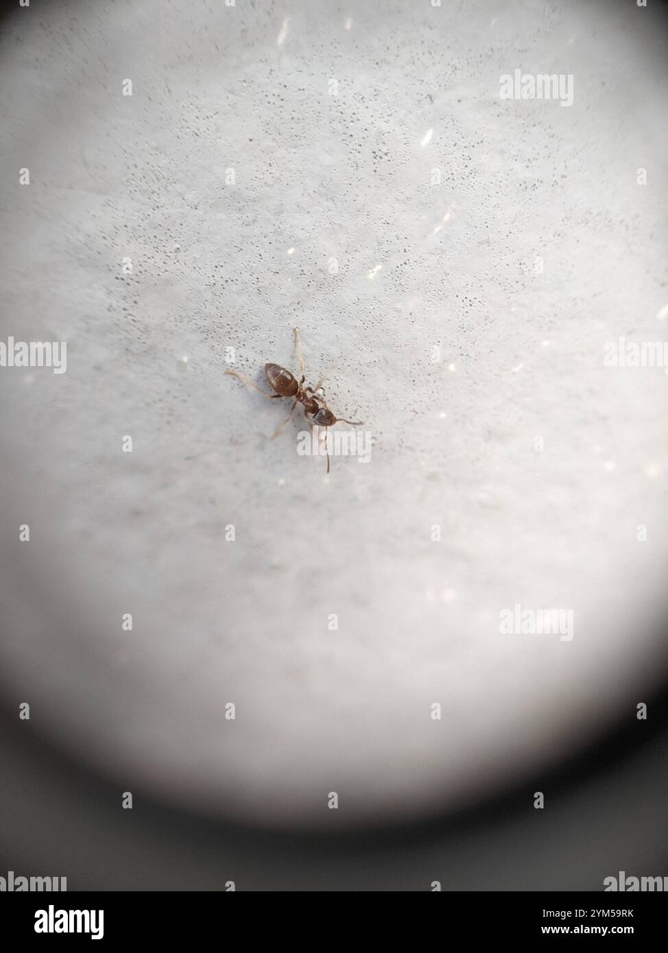 Turfgrass Ant (Lasius neoniger Stock Photo - Alamy