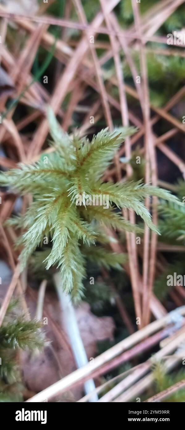 Climacium dendroides hi-res stock photography and images - Alamy