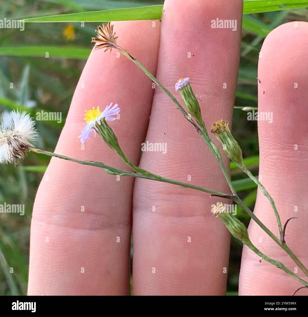 Bahaman aster (Symphyotrichum bahamense Stock Photo - Alamy