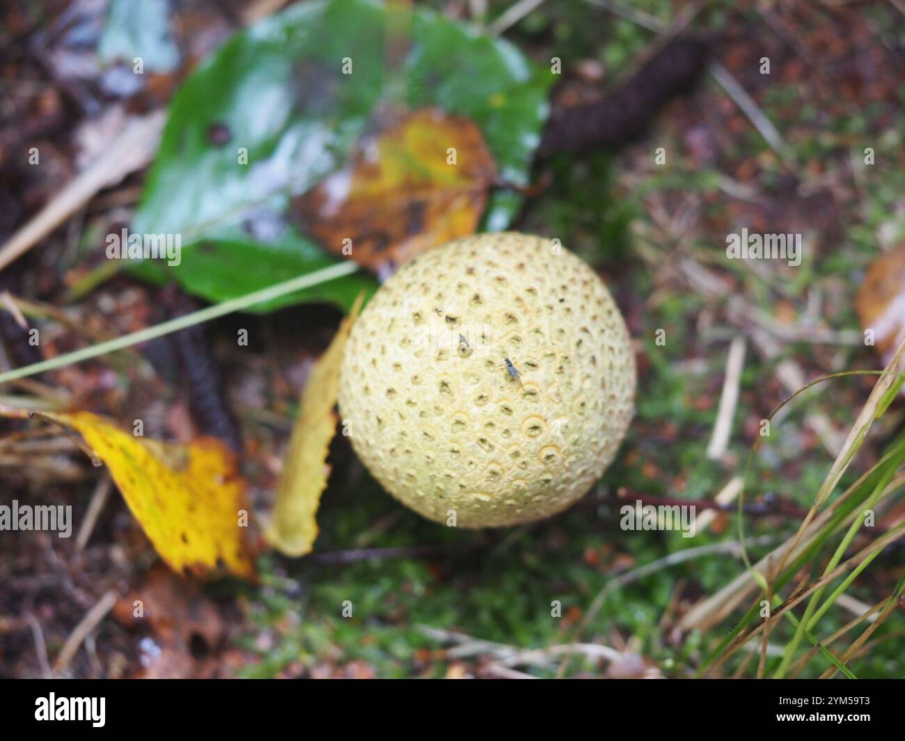 common earthball (Scleroderma citrinum Stock Photo - Alamy