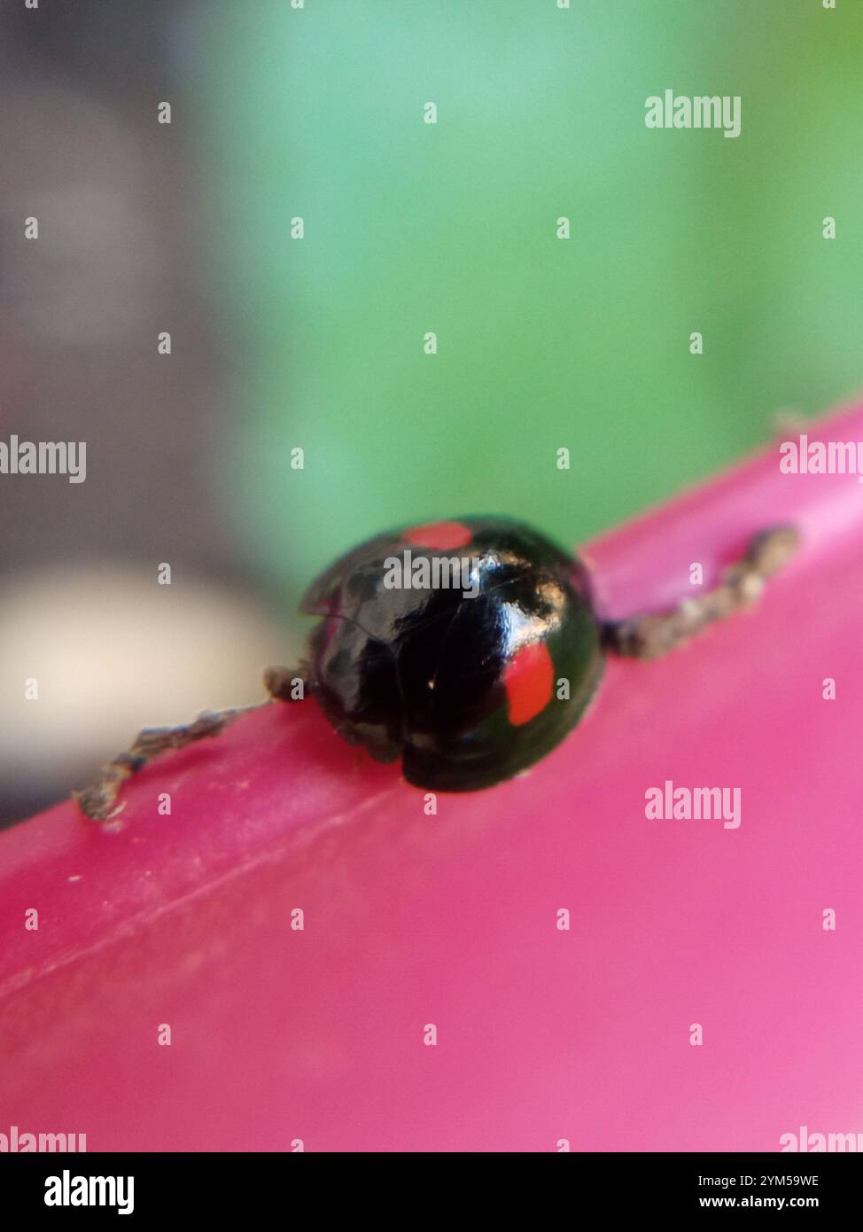 Kidney-spot Ladybird (Chilocorus renipustulatus Stock Photo - Alamy