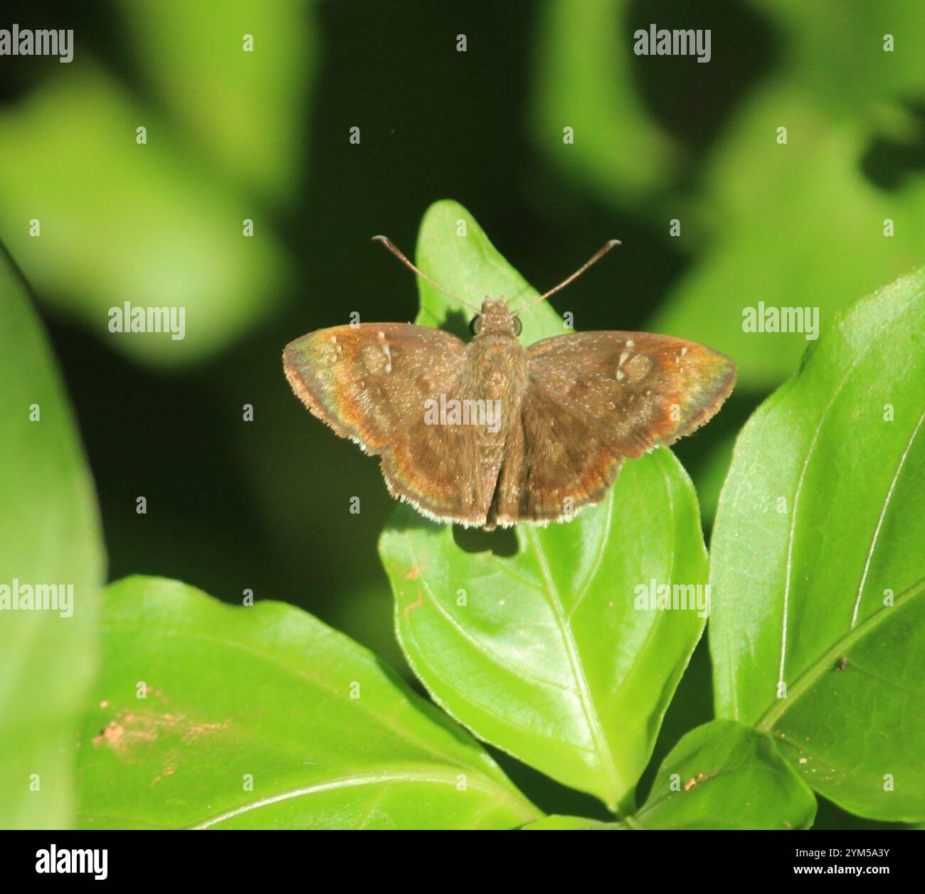 Dasahara hi-res stock photography and images - Alamy