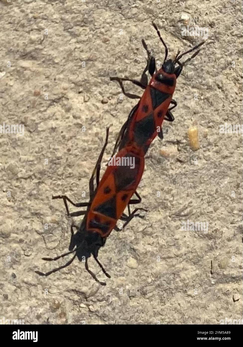 Scantius aegyptius hi-res stock photography and images - Alamy