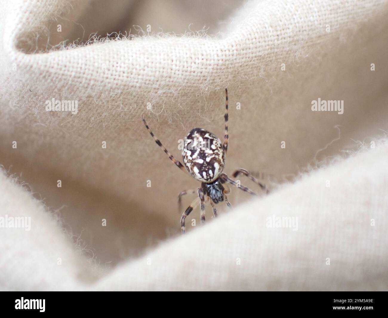 Conical Trashline Orbweaver (Cyclosa conica Stock Photo - Alamy
