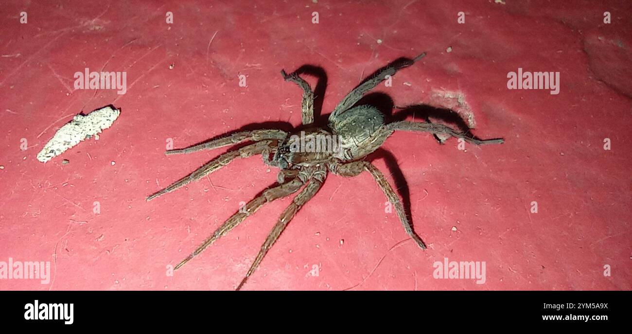 Wolf Spiders (Lycosidae Stock Photo - Alamy