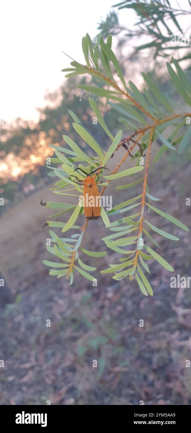 Net-winged Beetles (Lycidae Stock Photo - Alamy