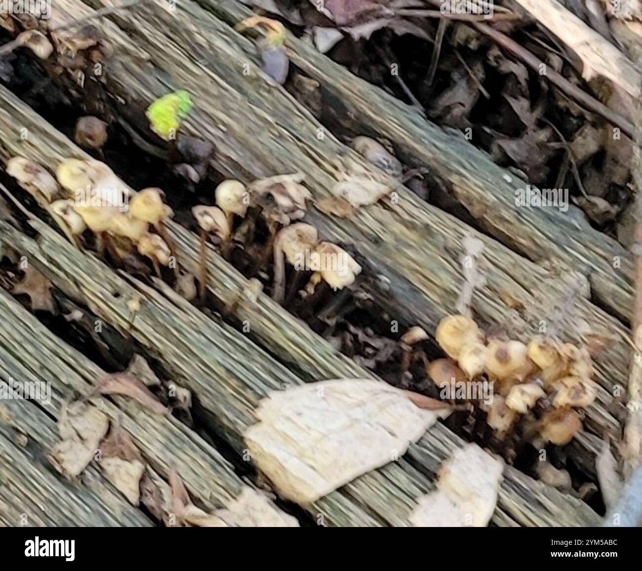 clustered bonnet (Mycena inclinata Stock Photo - Alamy