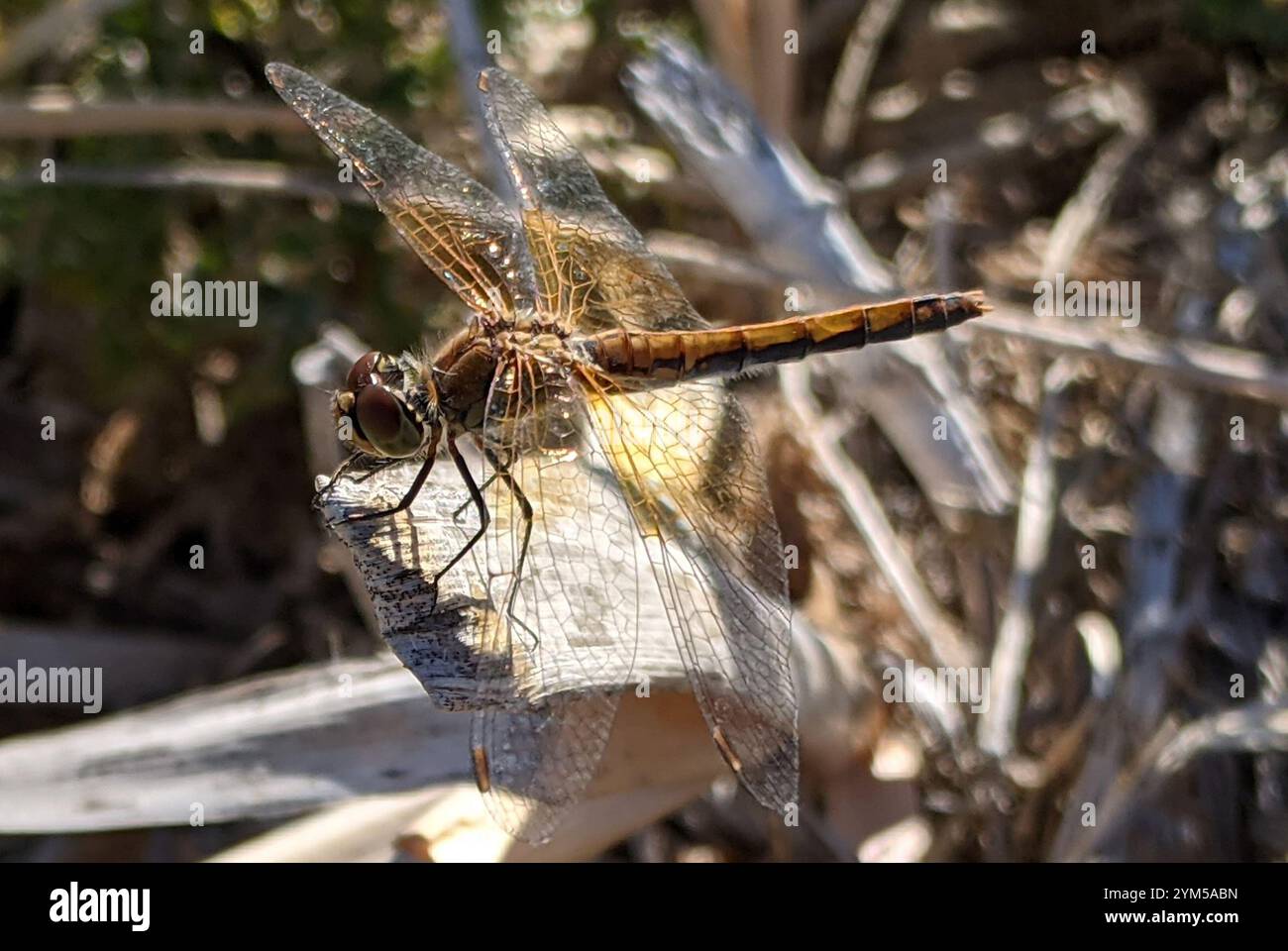 Band-winged Meadowhawk (Sympetrum semicinctum Stock Photo - Alamy
