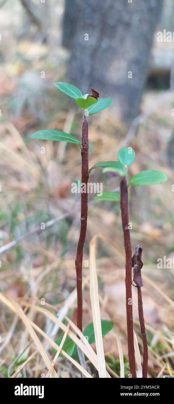 Huckleberry Broom Rust Fungus (Calyptospora columnaris Stock Photo - Alamy